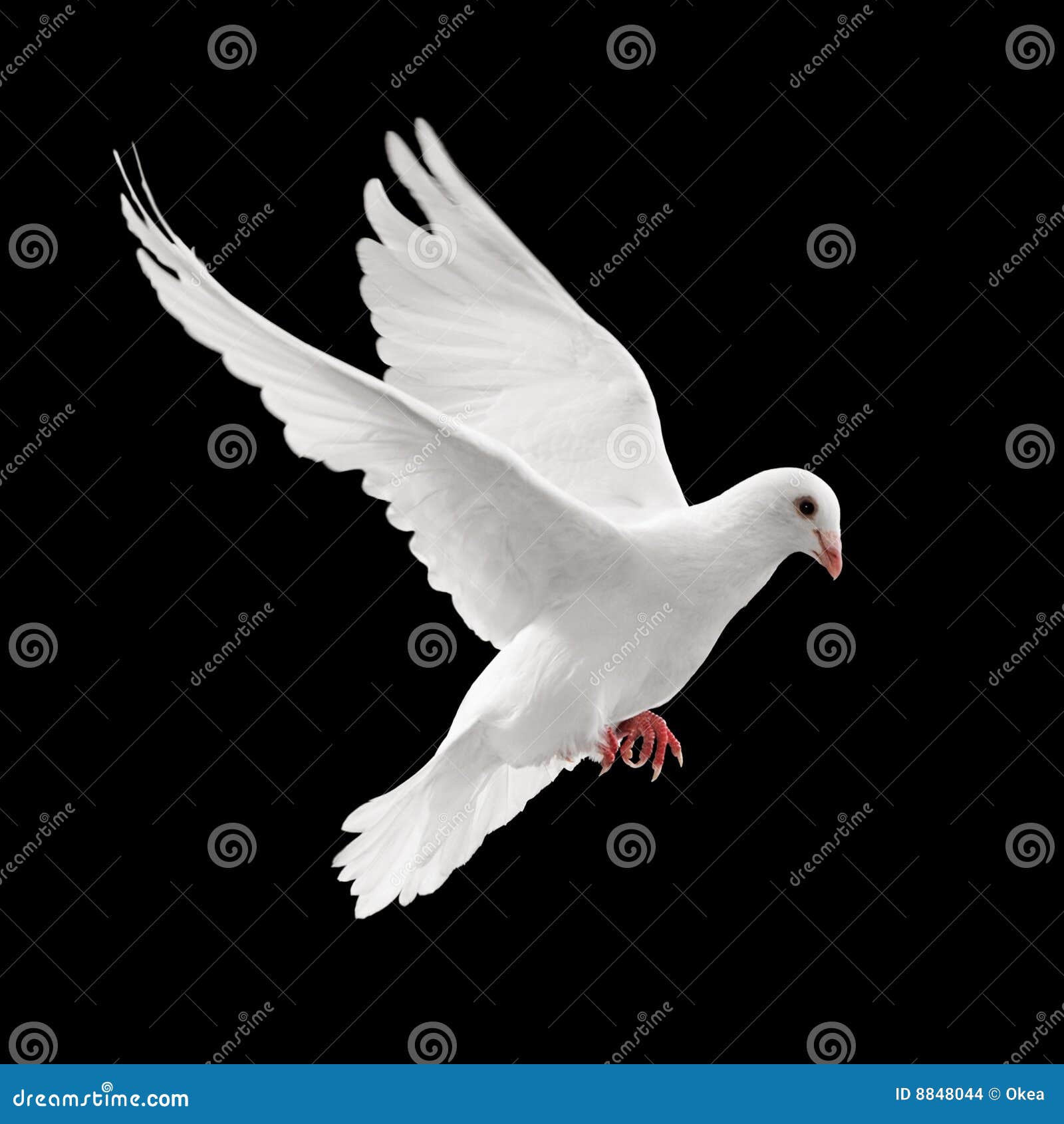 Pigeon Flying