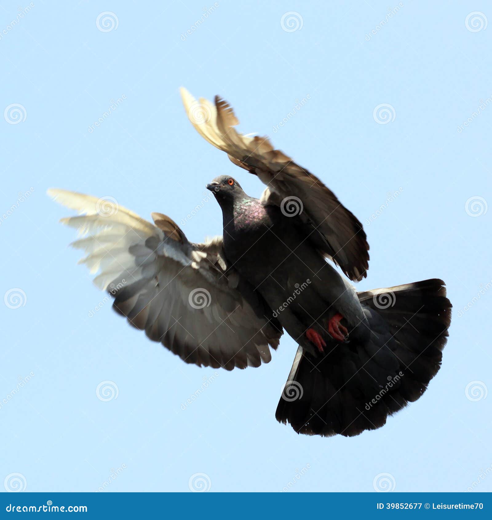 Flying pigeon stock image. Image of action, dove, water - 39852677