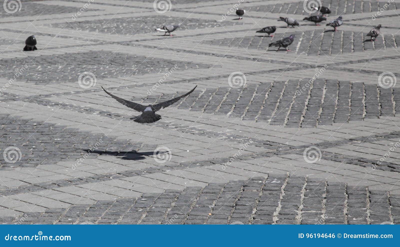 Flying Pigeon in City Square Stock Photo - Image of outdoors, rock ...