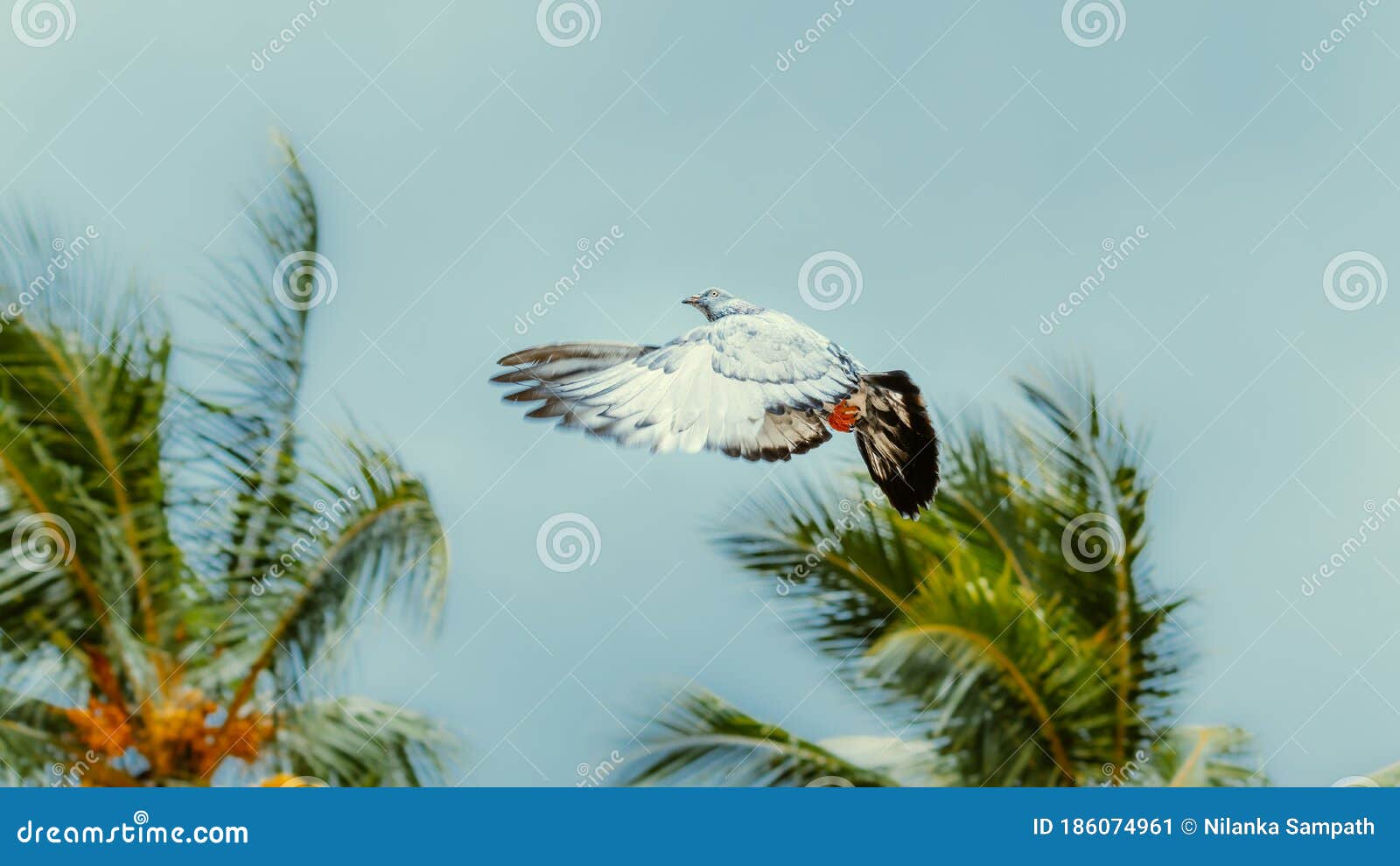 Flying Pigeon almost Clapping Each-other Wings Stock Image - Image of ...