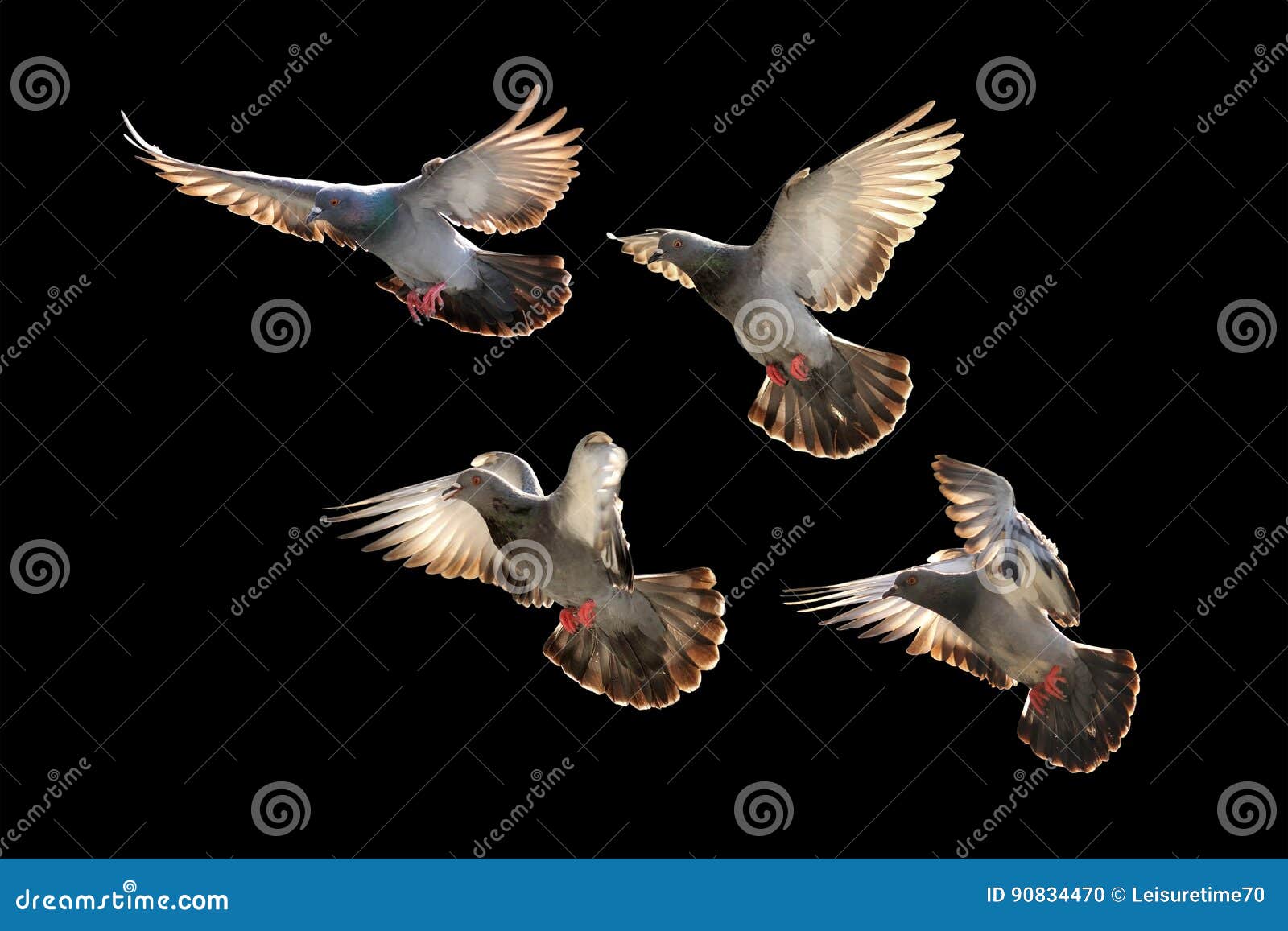 Flying Pigeon Isolated on Black Background Stock Photo - Image of ...