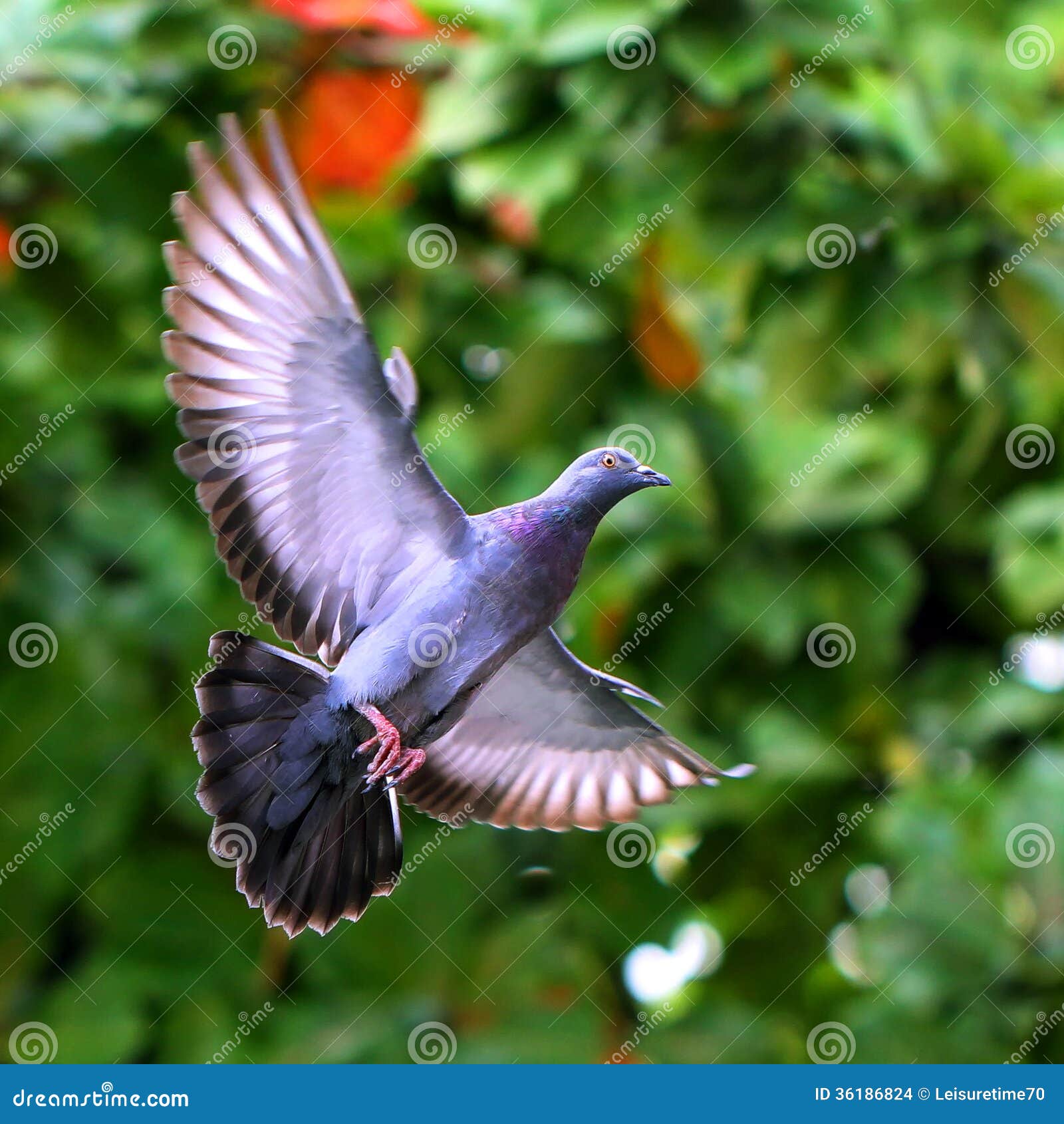 Flying pigeon in natural stock photo. Image of spread - 36186824