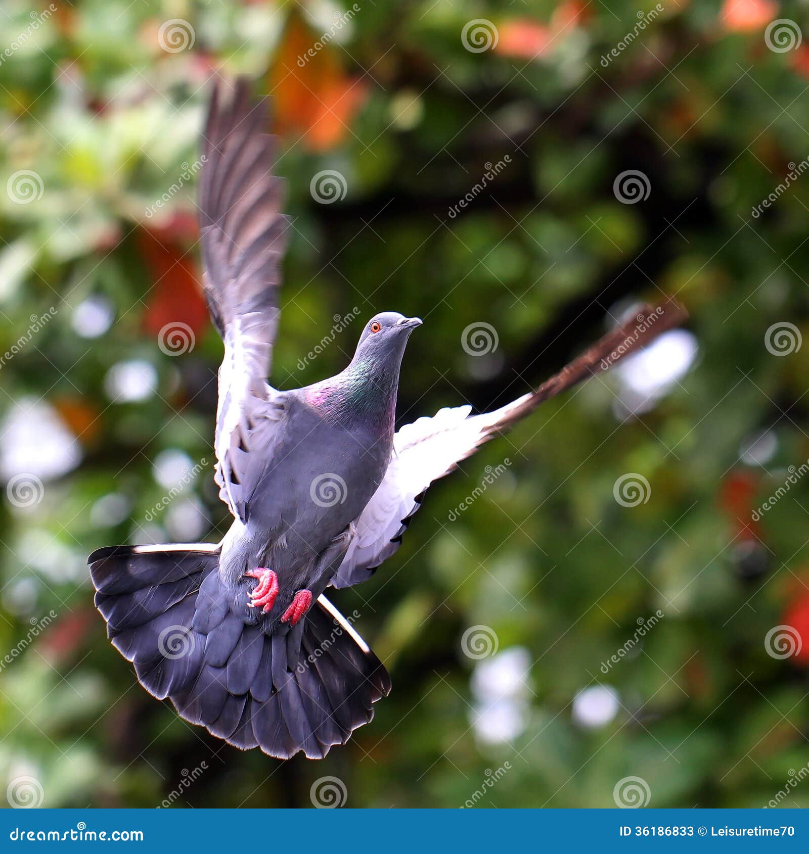 Flying pigeon in natural stock image. Image of wings - 36186833