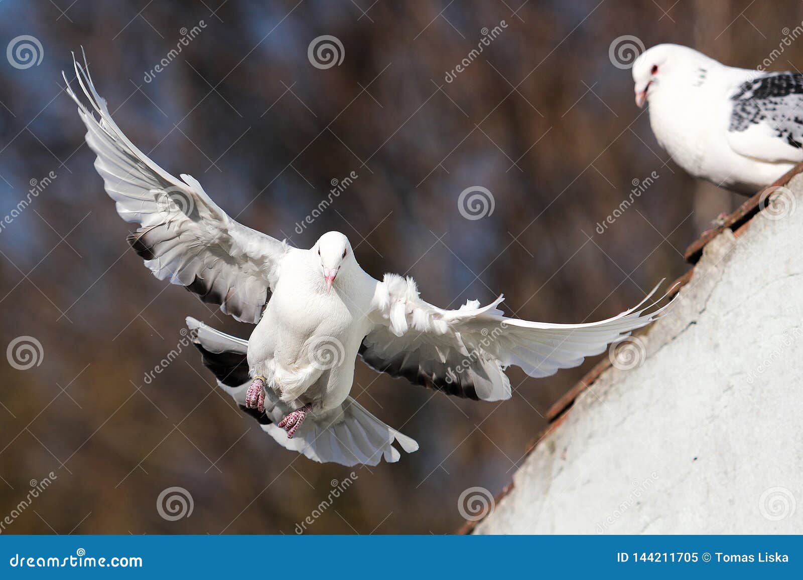 Flying Pigeon Bird Crowd With Temple Tower Royalty-Free Stock ...