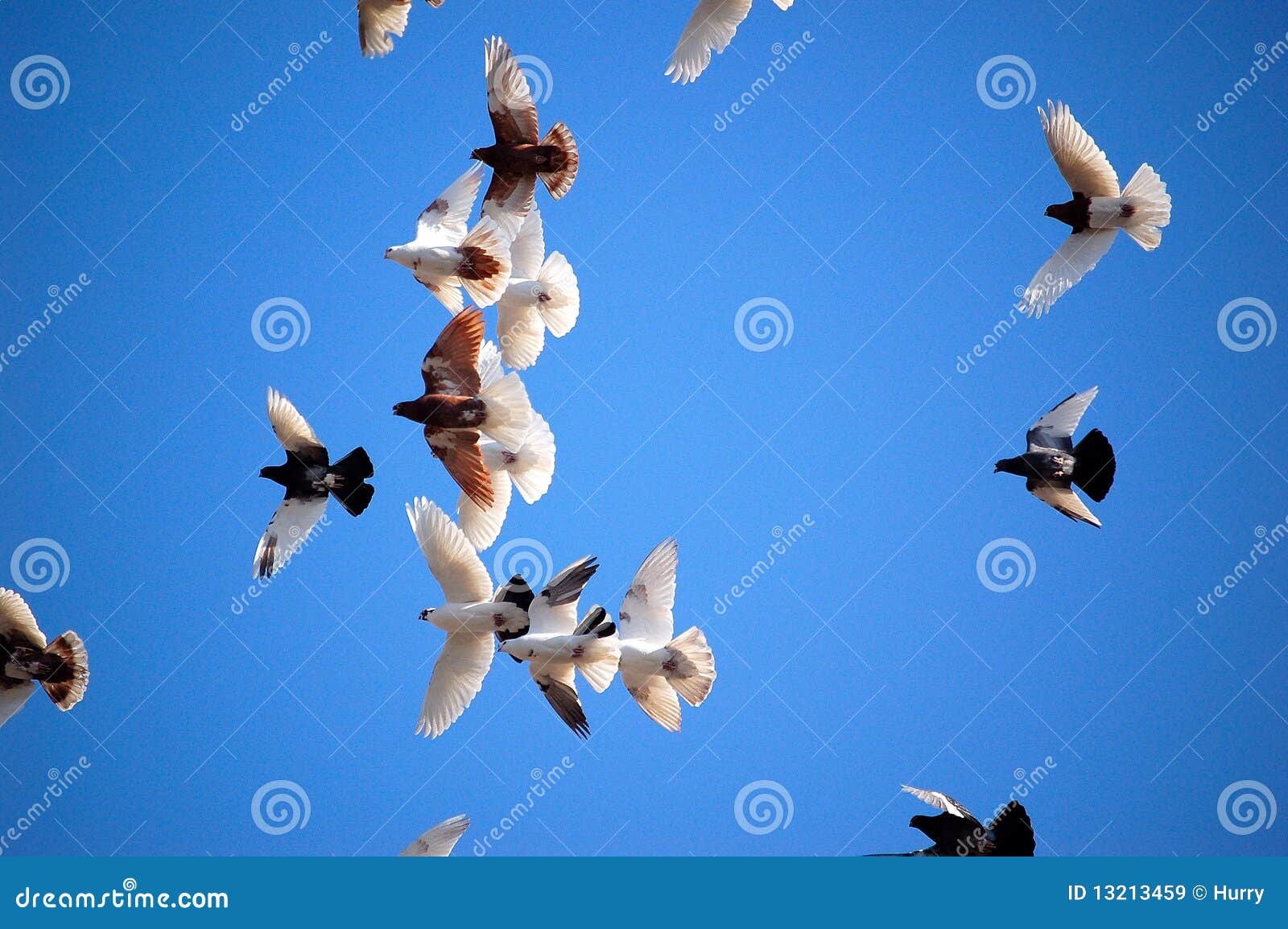 Flying pigeons stock image. Image of doves, pigeon, soaring - 13213459