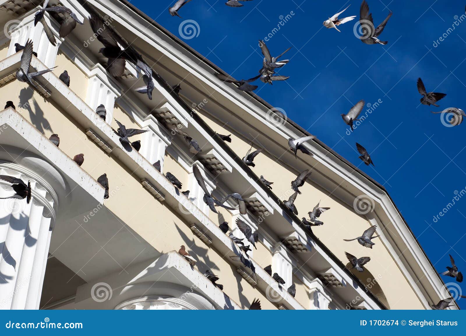 Flying pigeons stock photo. Image of animals, basilica - 1702674