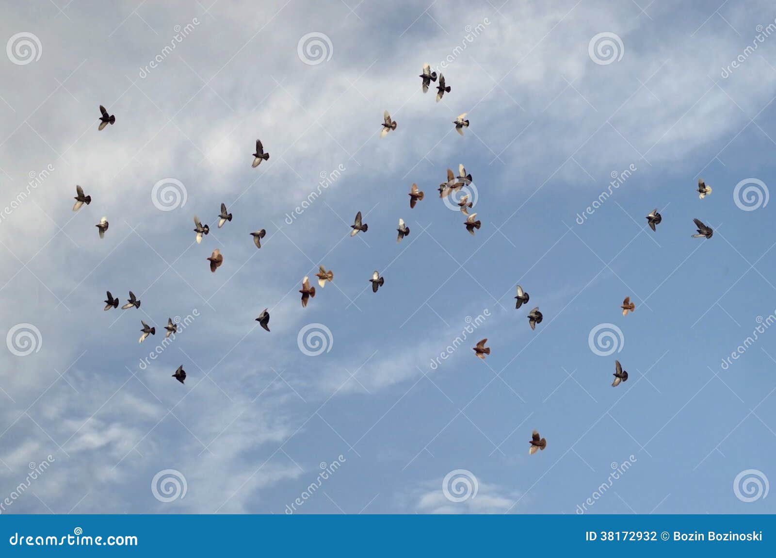 Flying Pigeons Stock Photography | CartoonDealer.com #38172932