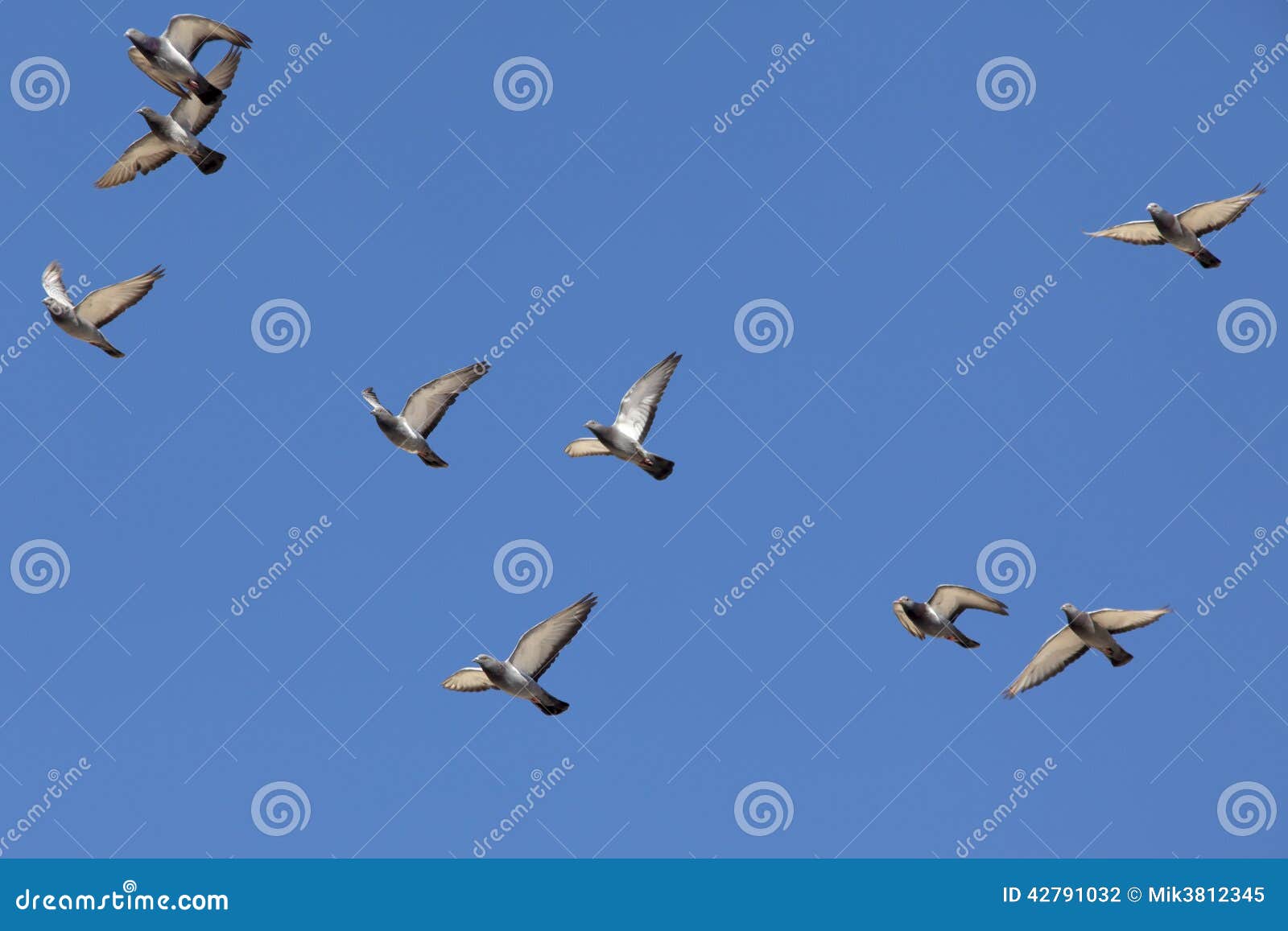 Flying pigeons stock photo. Image of pigeon, group, hope - 42791032