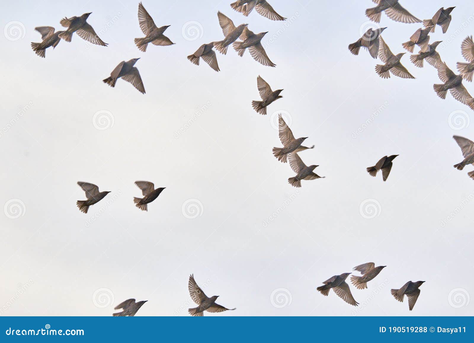 Flying Pigeons. Flock, Flight of Birds Stock Photo - Image of freedom ...