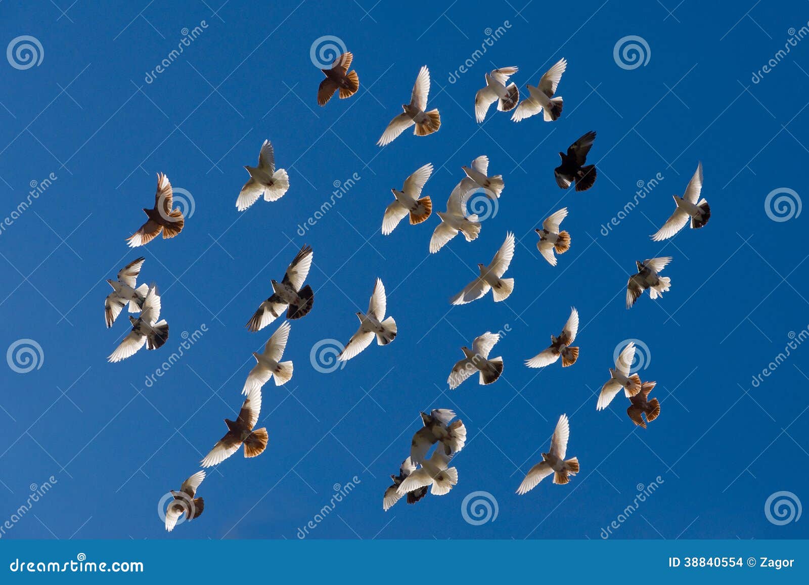 Flying pigeons stock photo. Image of flying, white, birds - 38840554