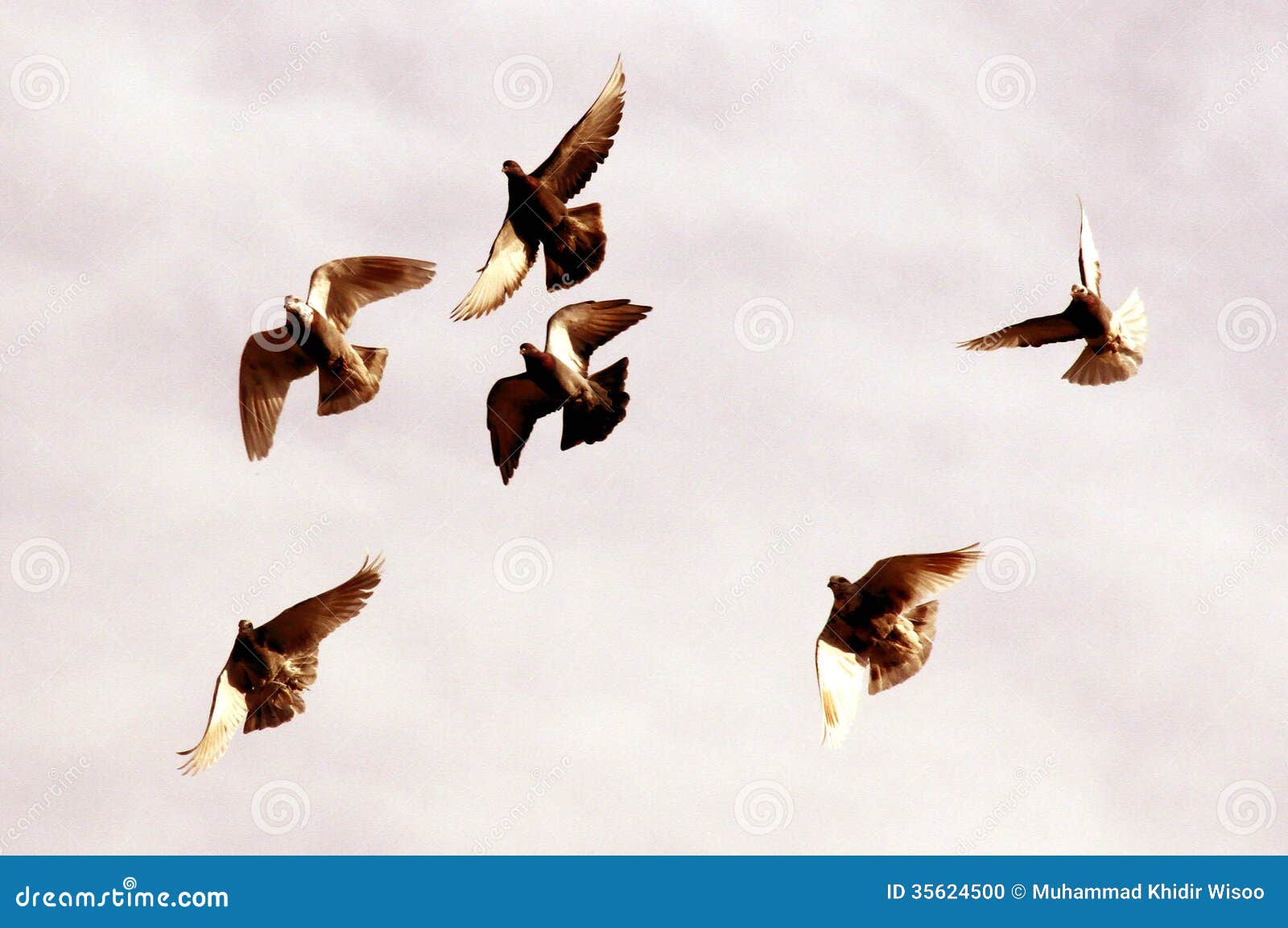 Flying pigeons stock photo. Image of outdoors, plumage - 35624500