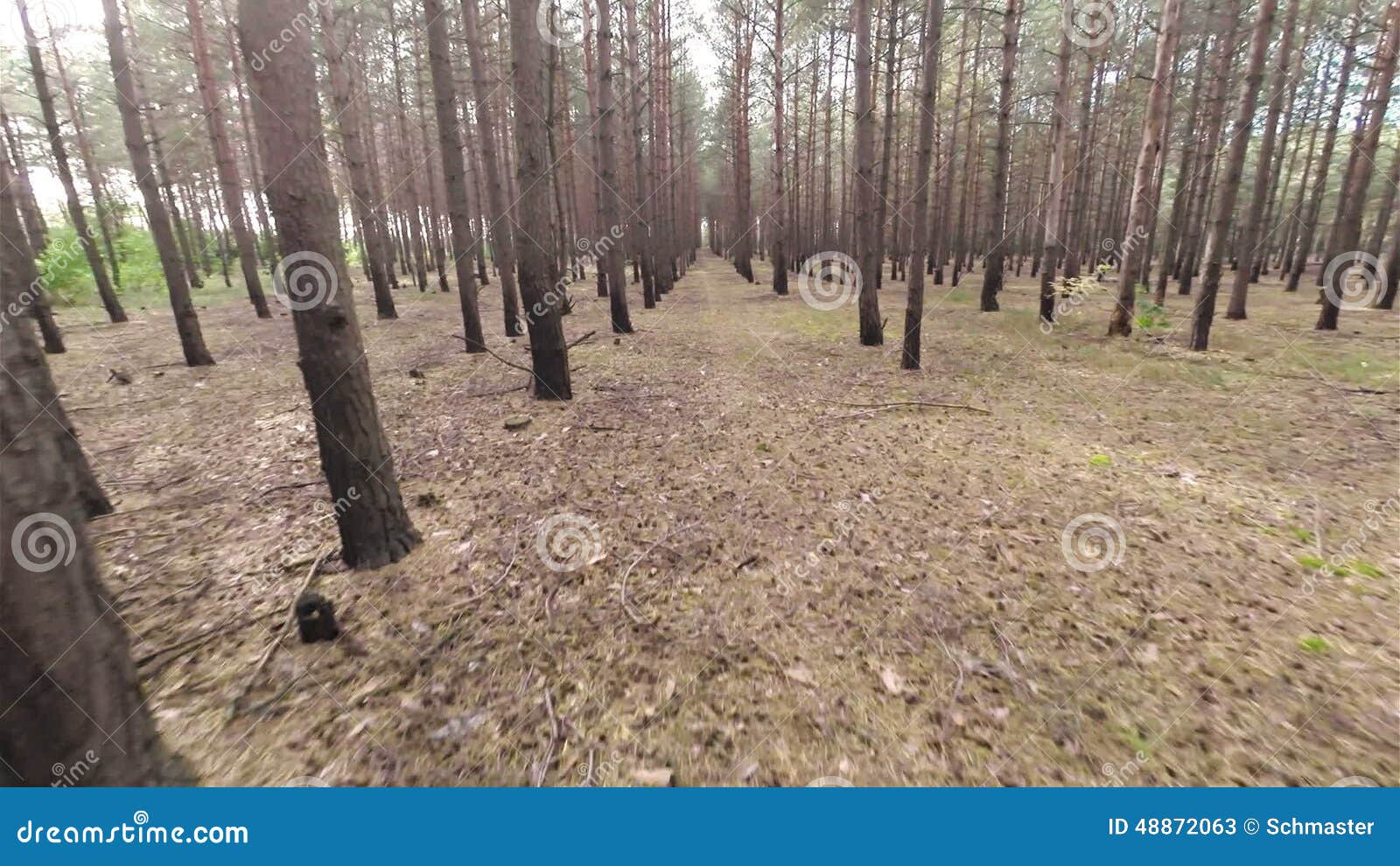 Flying between the Pine Trees Stock Video - Video of nature, morning ...