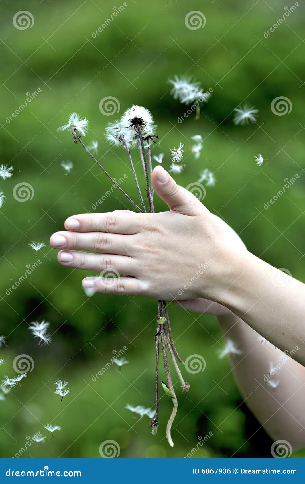 Flying pollen stock photo. Image of flower, mountains - 6067936