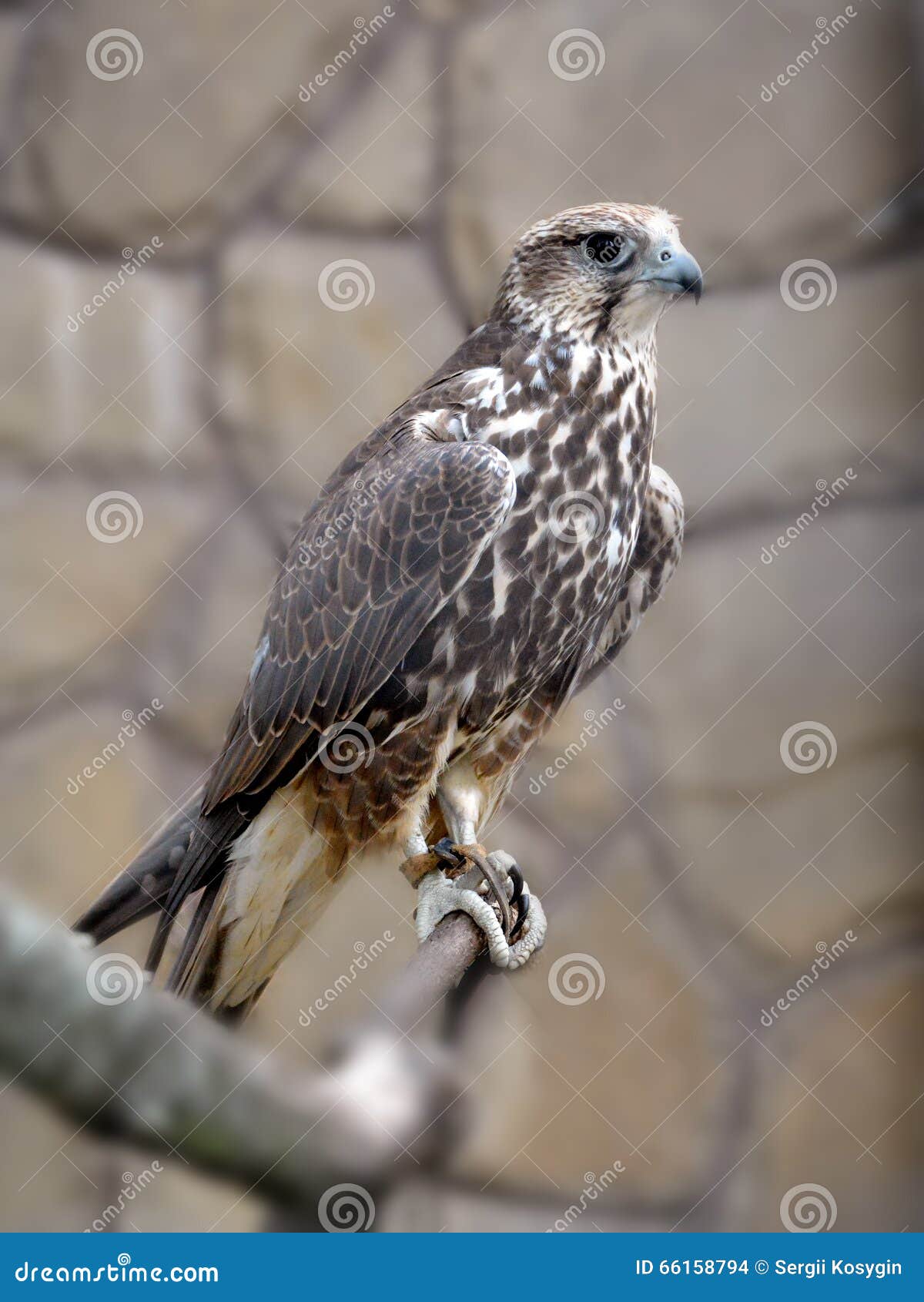 Flying predator stock photo. Image of predator, feathers - 66158794