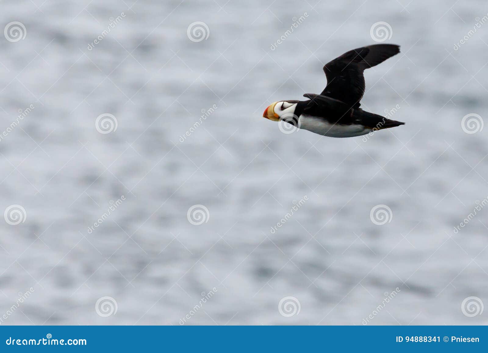 Flying puffin closeup stock image. Image of flying, nature - 94888341