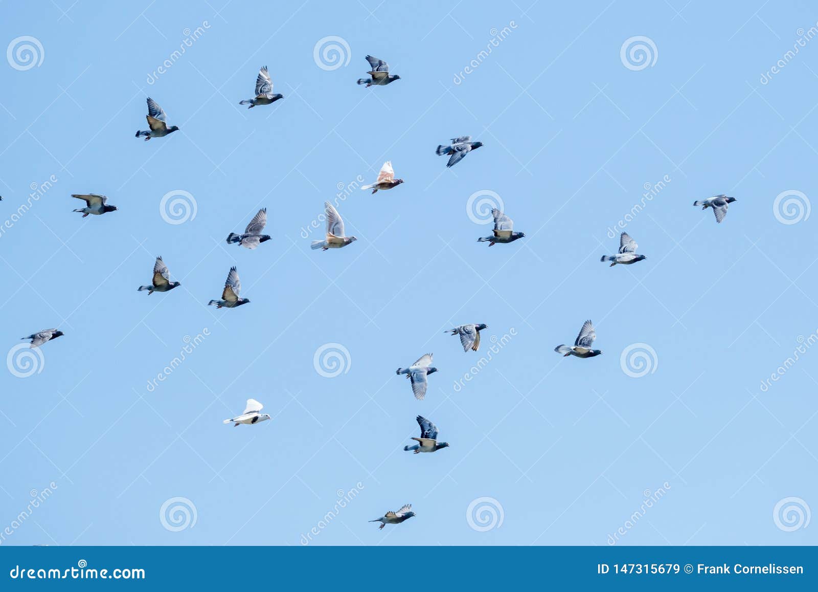 Flying Racing Pigeons and a Blue Sky Stock Image - Image of competition ...