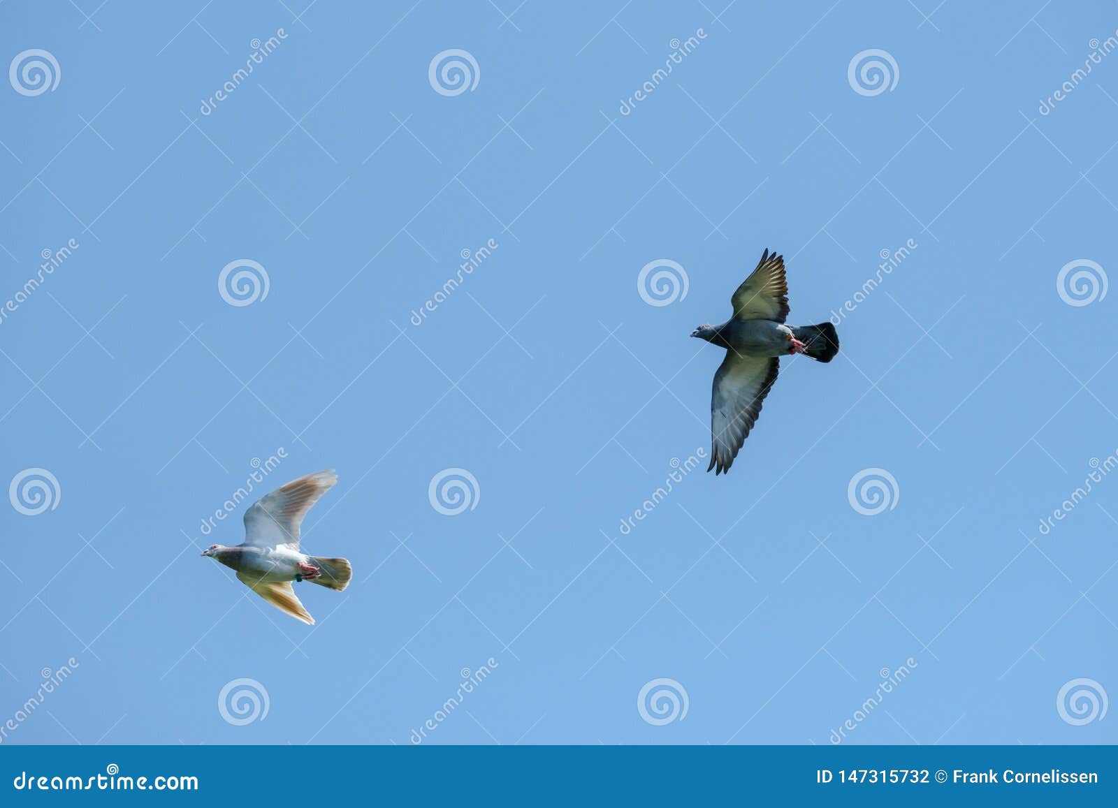 Flying Racing Pigeons and a Blue Sky Stock Photo - Image of natural ...
