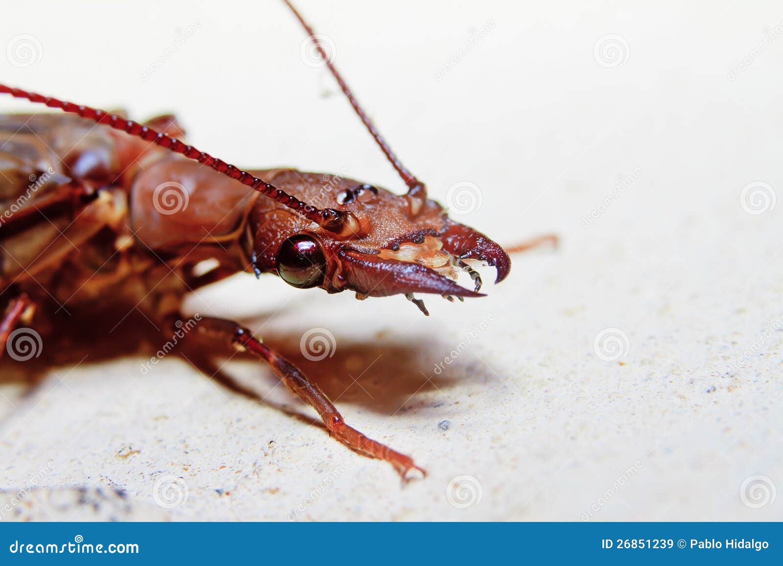 Flying Rain Forest Insect Close Up Stock Image - Image of detail, honey ...