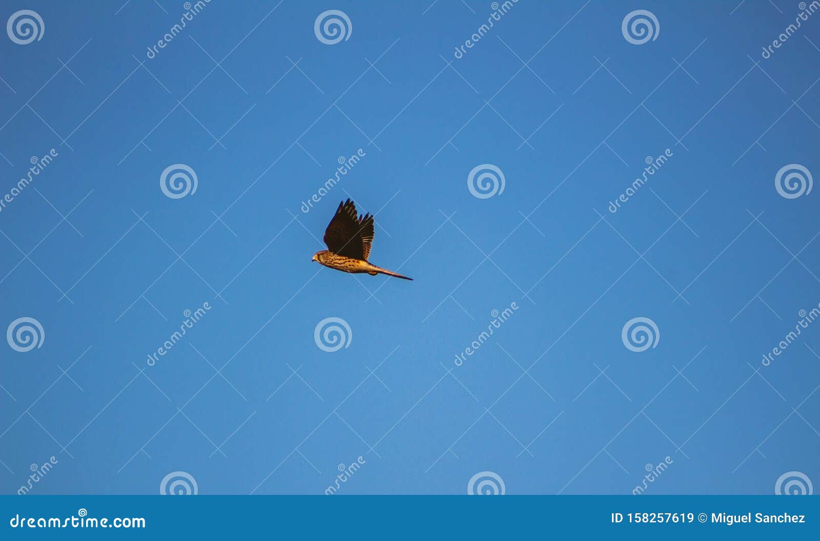 Flying Raptor Over the Cloudless Sky Stock Image - Image of prey ...