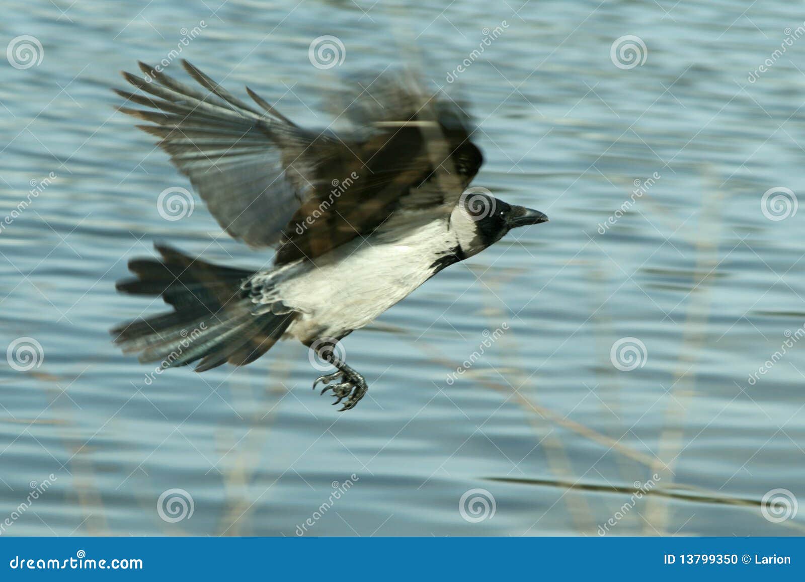 Flying raven stock photo. Image of water, wings, wildlife - 13799350