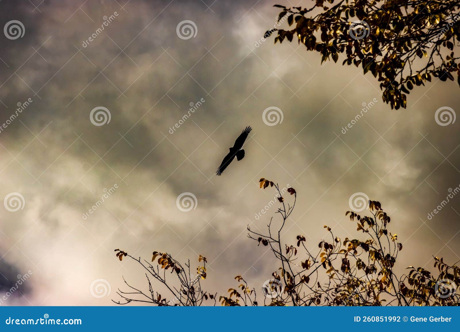 Flying Raven stock photo. Image of park, backlit, bird - 260851992