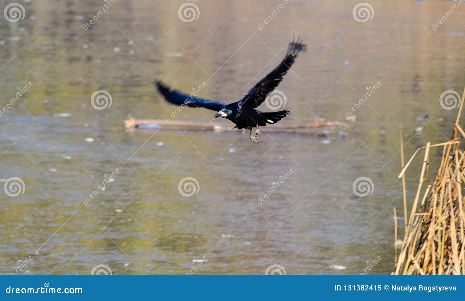 Flying raven stock image. Image of bird, water, flying - 131382415