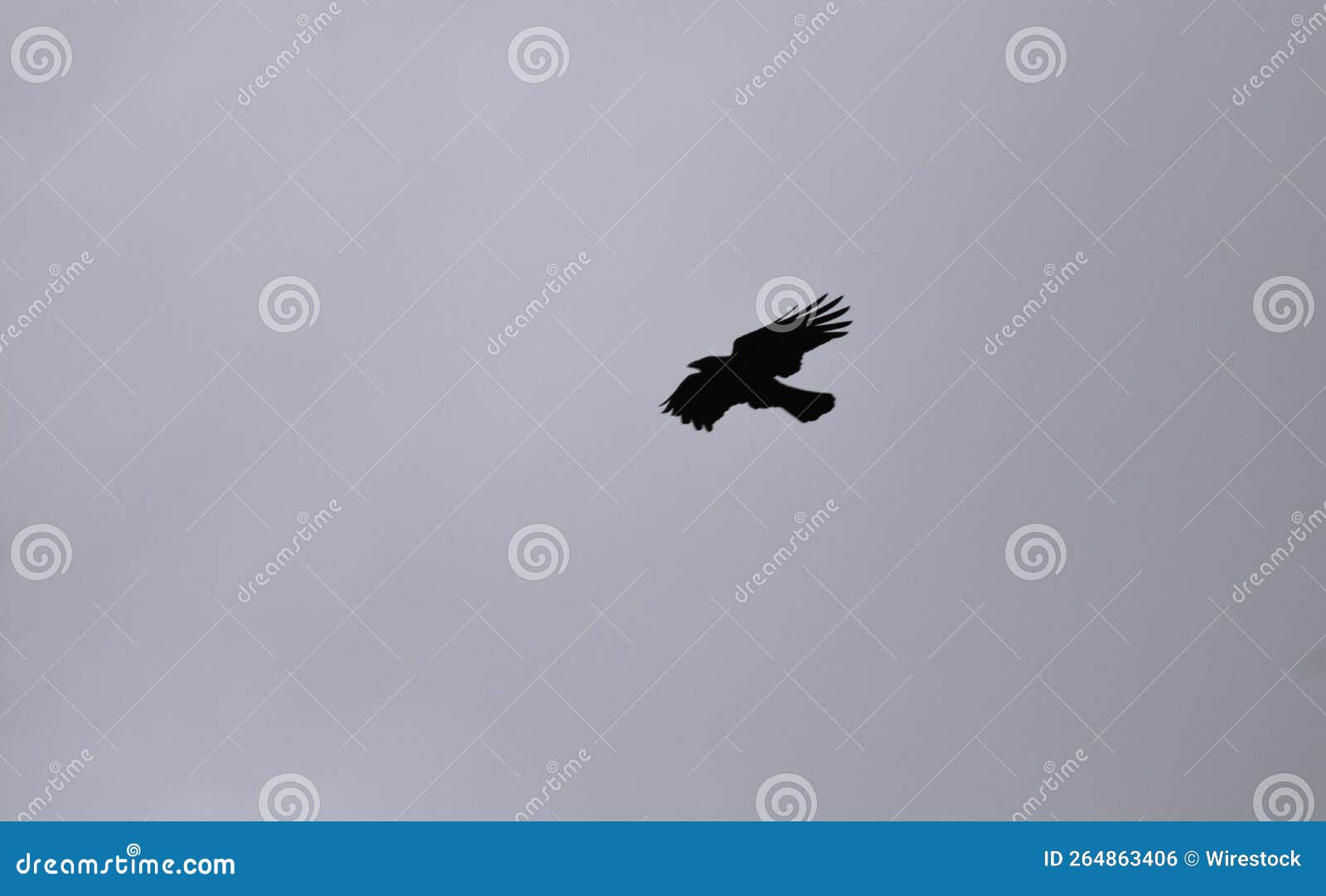Flying raven in the sky stock photo. Image of natural - 264863406