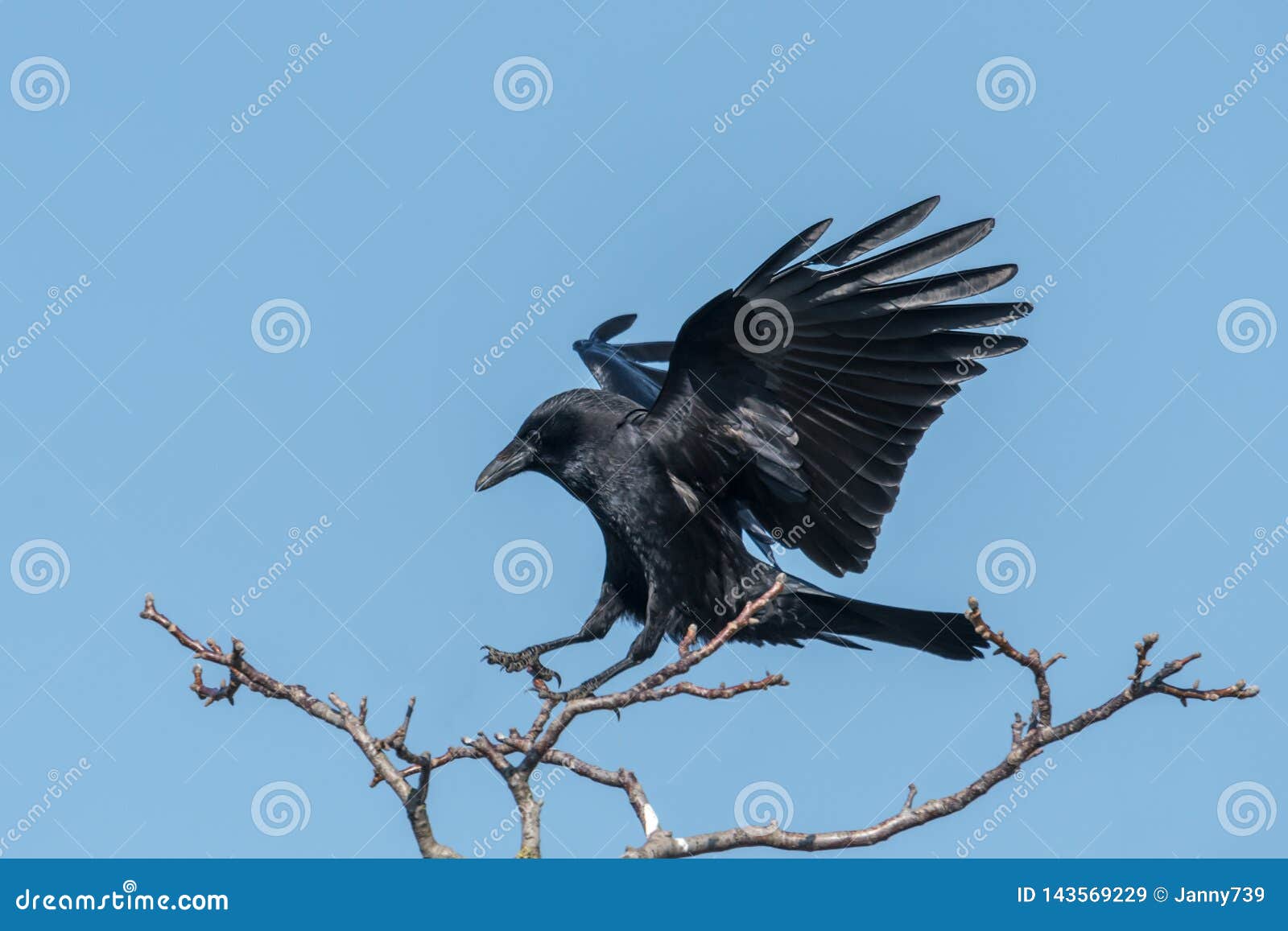 Flying Raven on Landing in Front of Blue Sky Stock Image - Image of ...