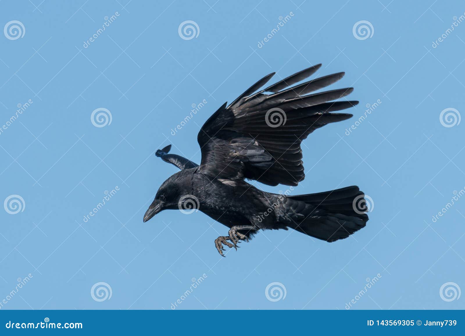 Raven Landing Front View