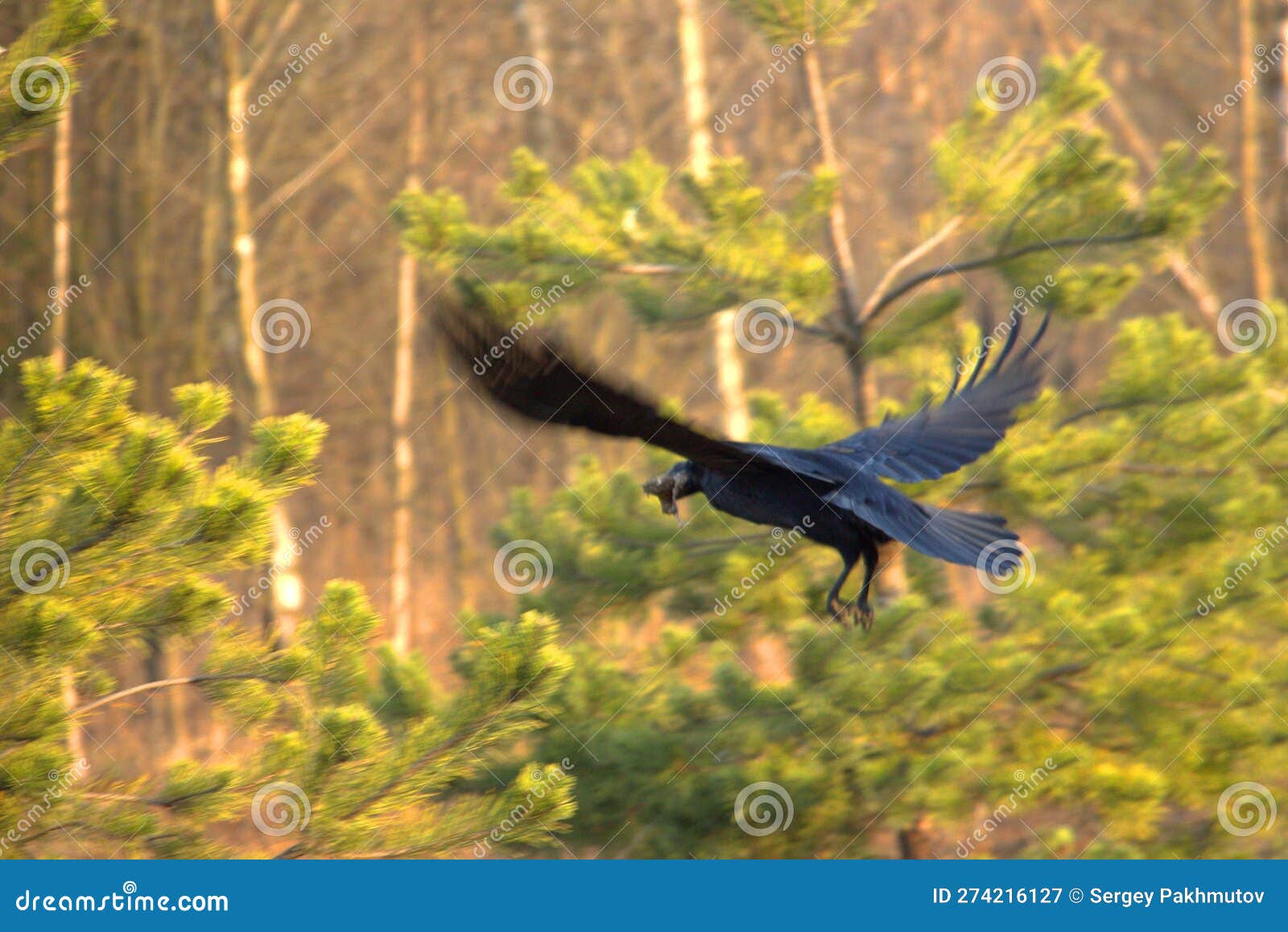 Flying Raven in the Pine Forest Stock Image - Image of tree, black ...