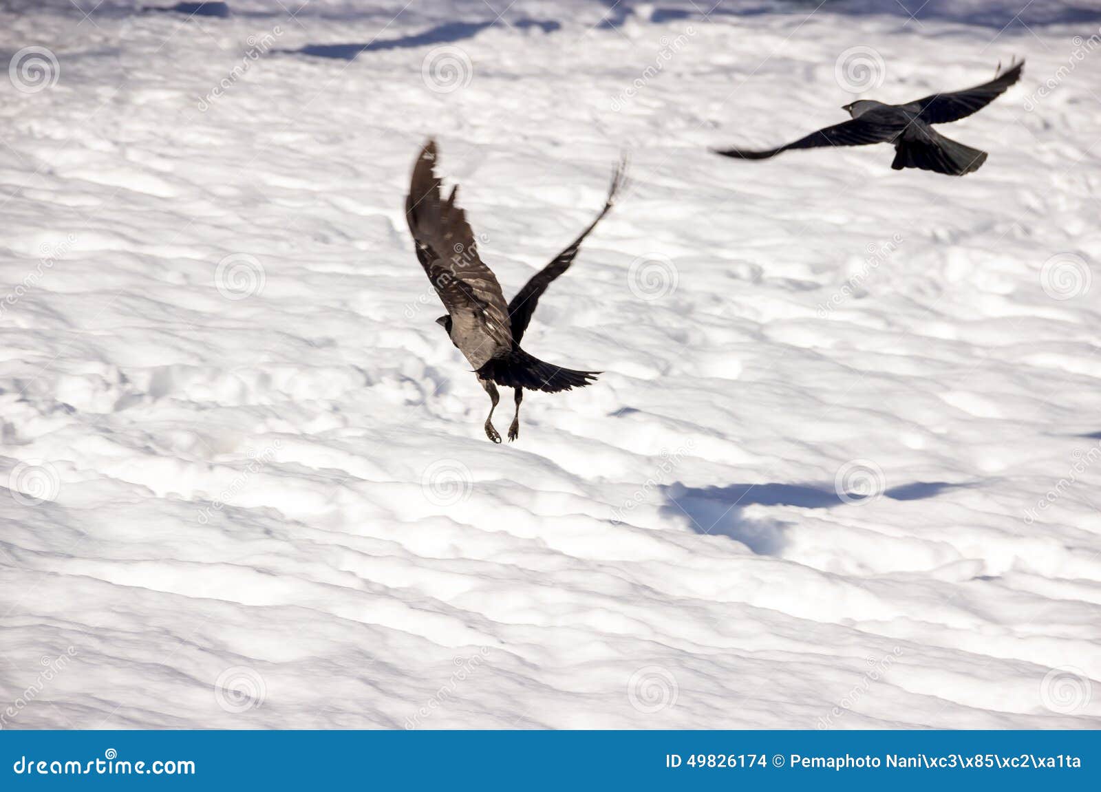 Flying Ravens stock photo. Image of clear, ravens, blue - 49826174