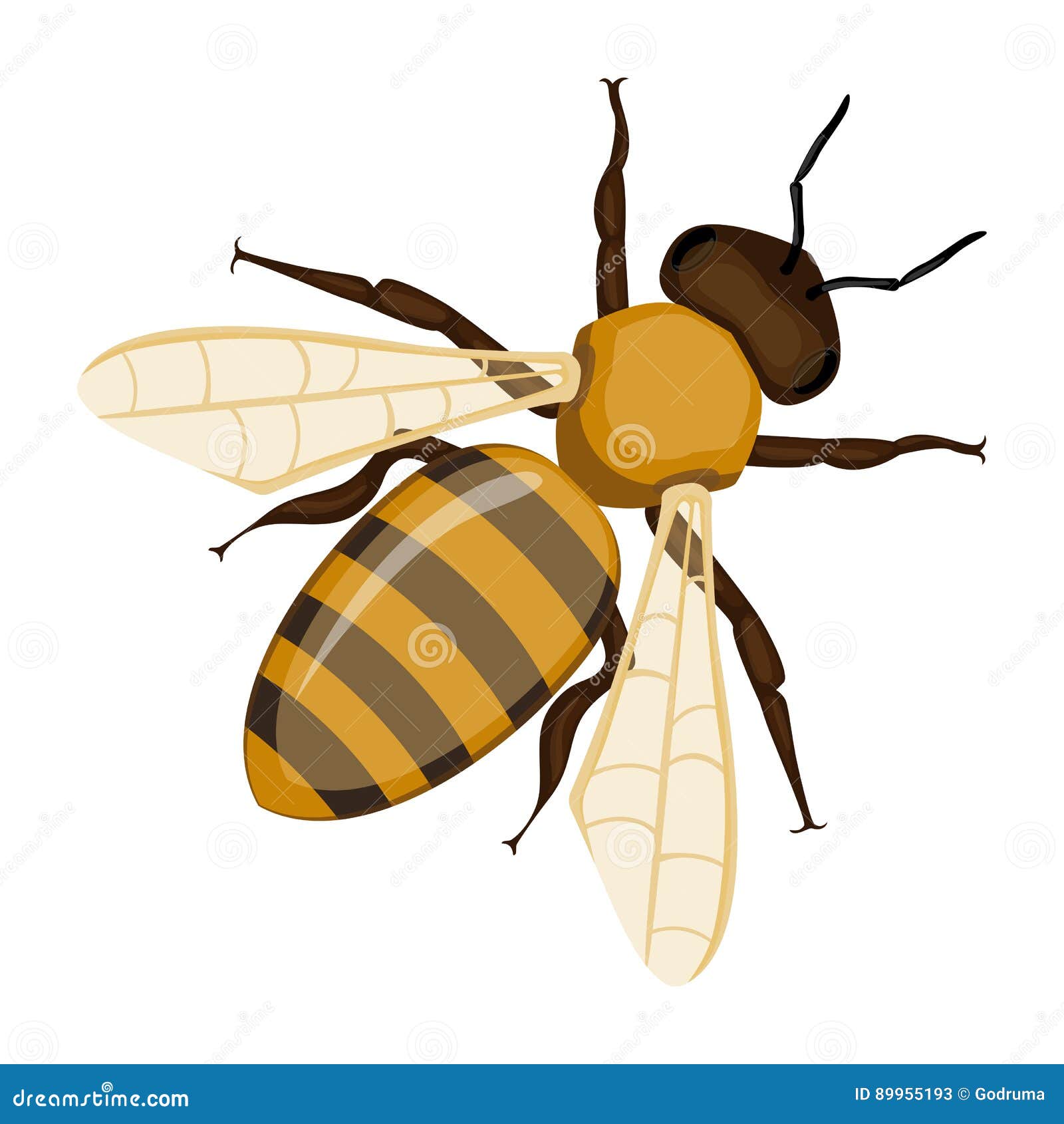 Flying Realistic Honey Bee Close-up Hand Drawn Pattern on White Stock ... Flying Realistic Honey Bee Close-up Hand Drawn Pattern on White Stock ...