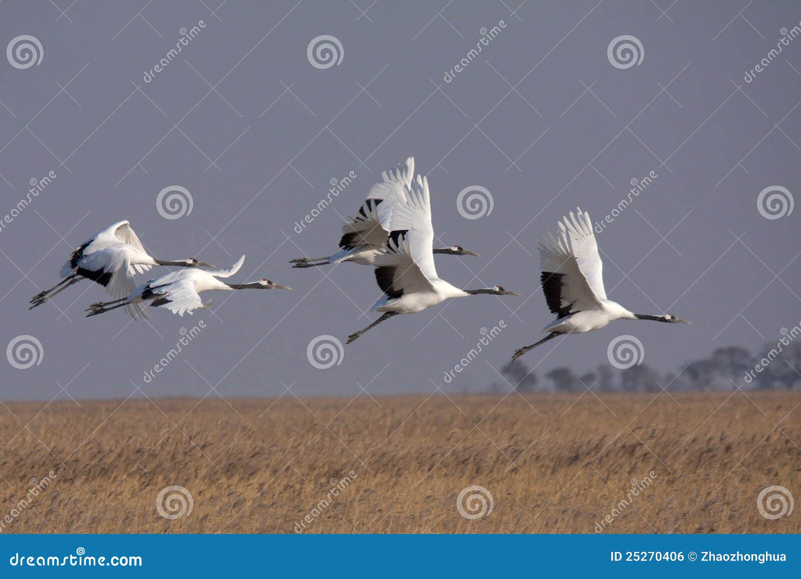 Flying the Red-crowned Crane Bird Stock Photo - Image of wetlands, rare ...