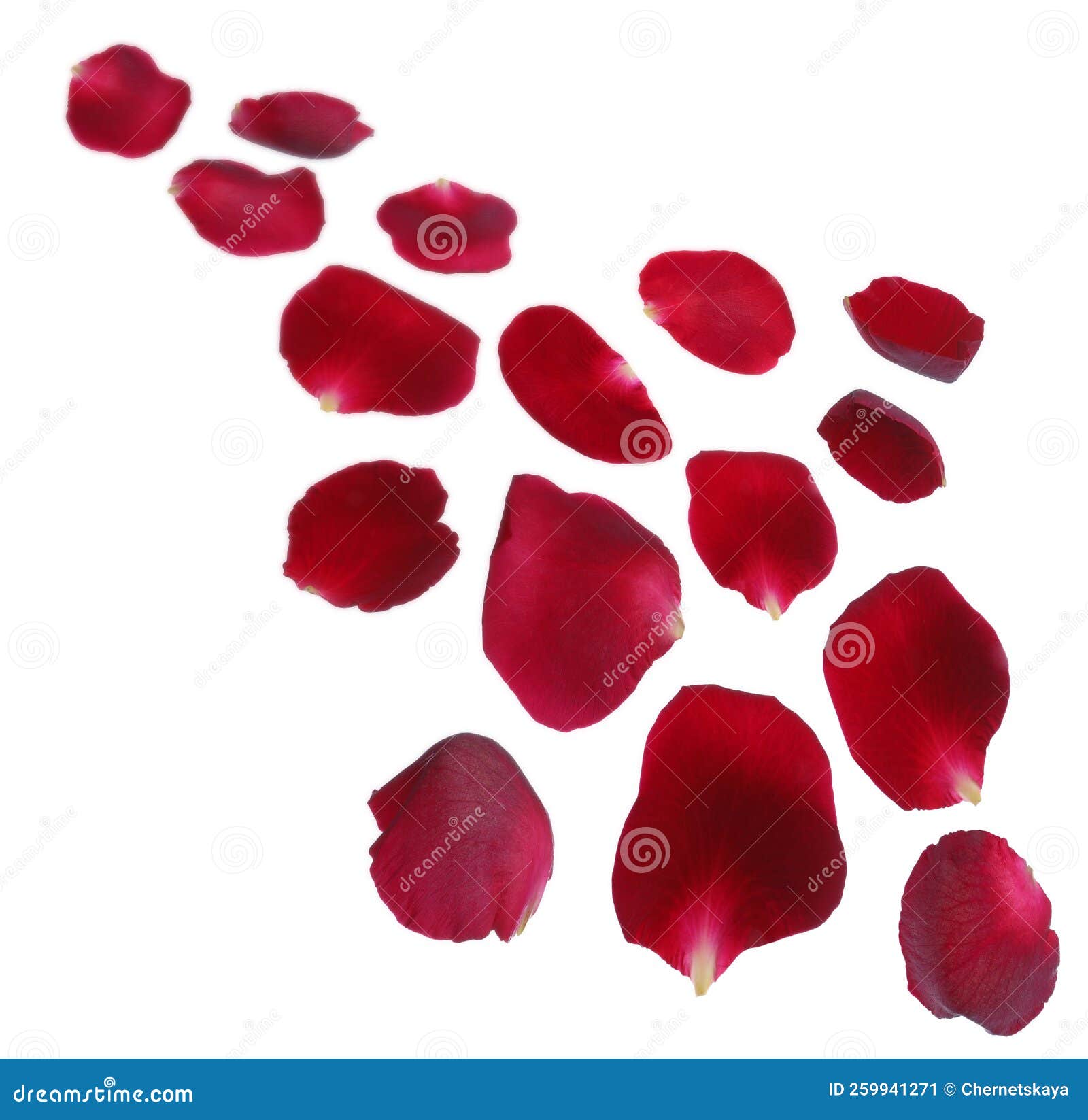Flying Red Rose Petals on White Background Stock Image - Image of ...