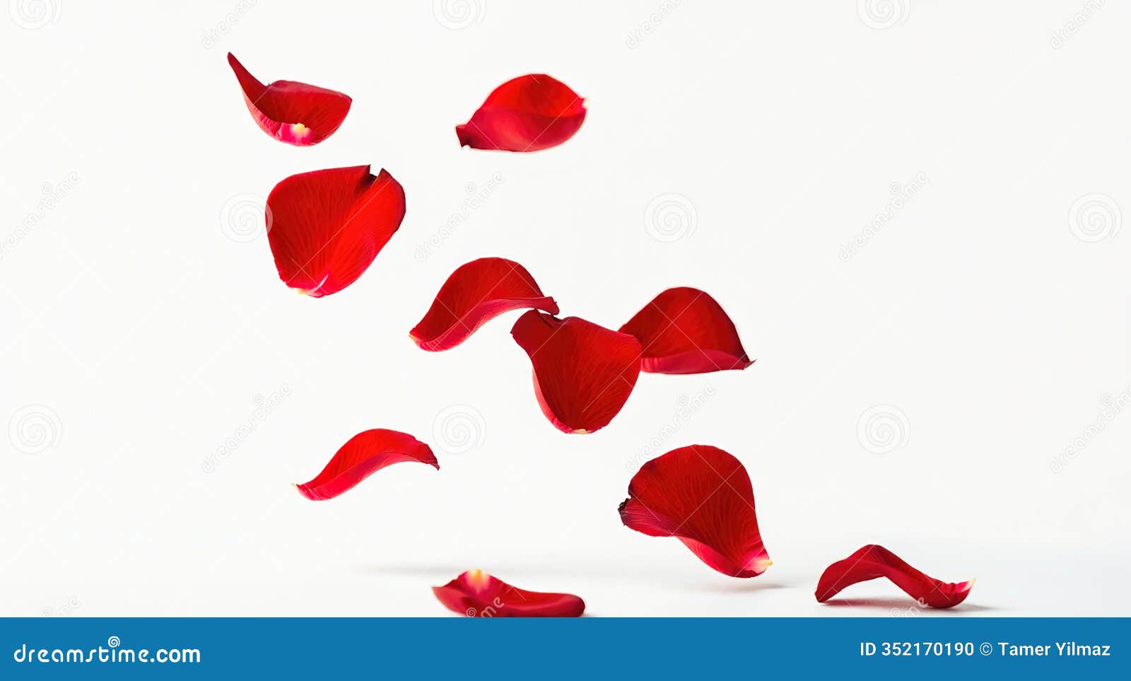 Flying Red Rose Petals on a White Background. Floating Flower Petals ...