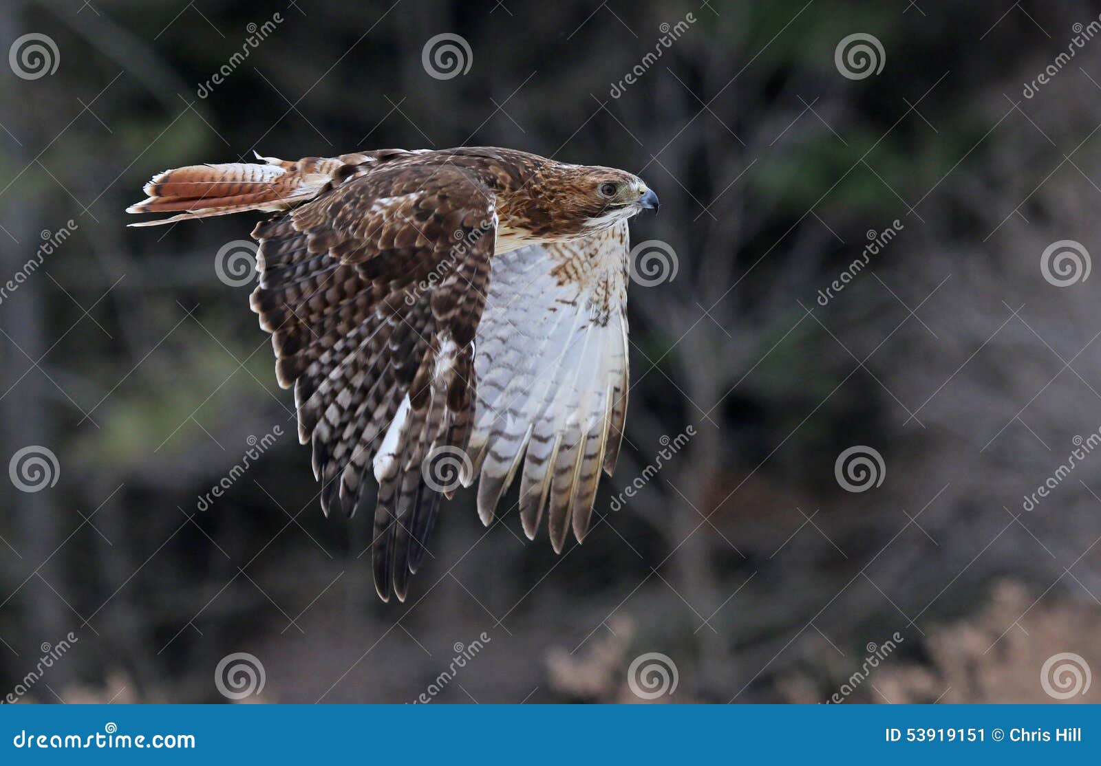 Flying Red-tailed Hawk stock image. Image of nature, prey - 53919151