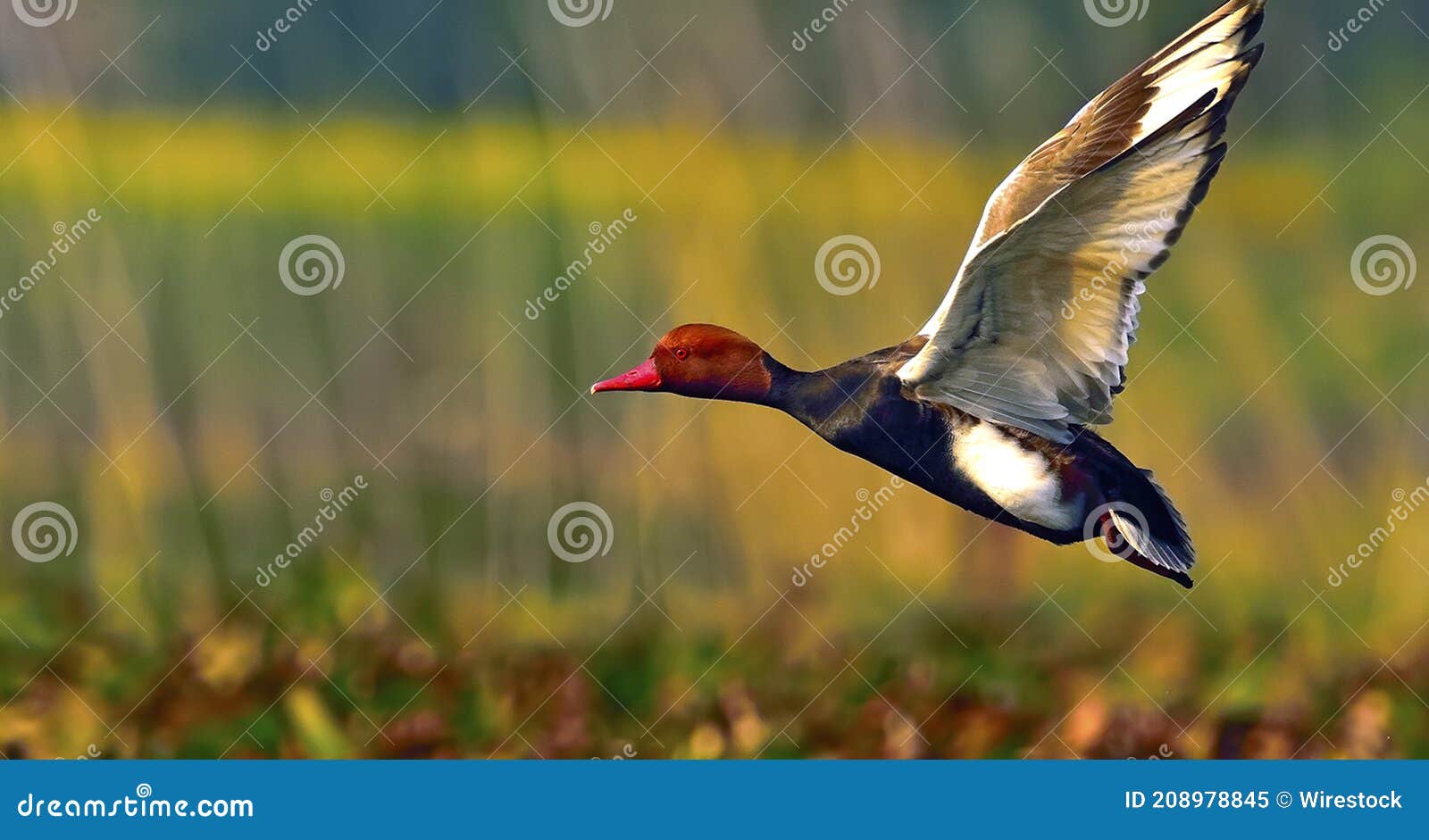 Flying Redhead Drake Duck in a Park Stock Image - Image of beak, fowl ...