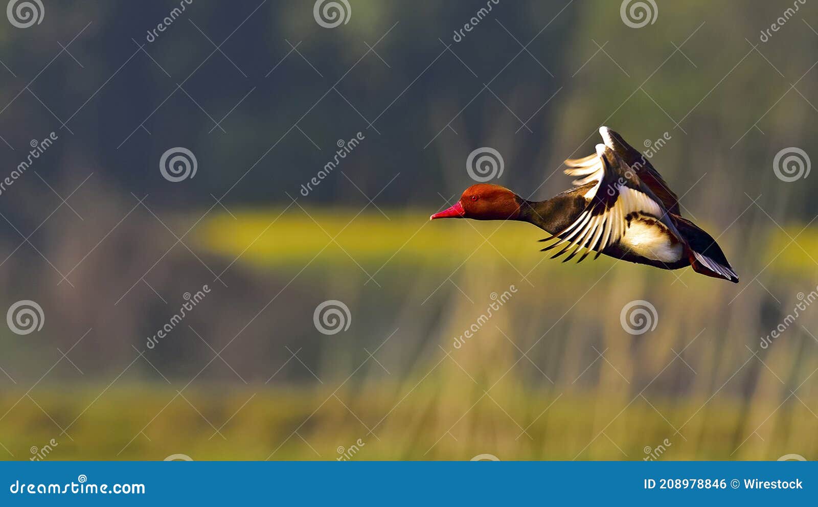 Flying Redhead Drake Duck in a Park Stock Photo - Image of drake ...