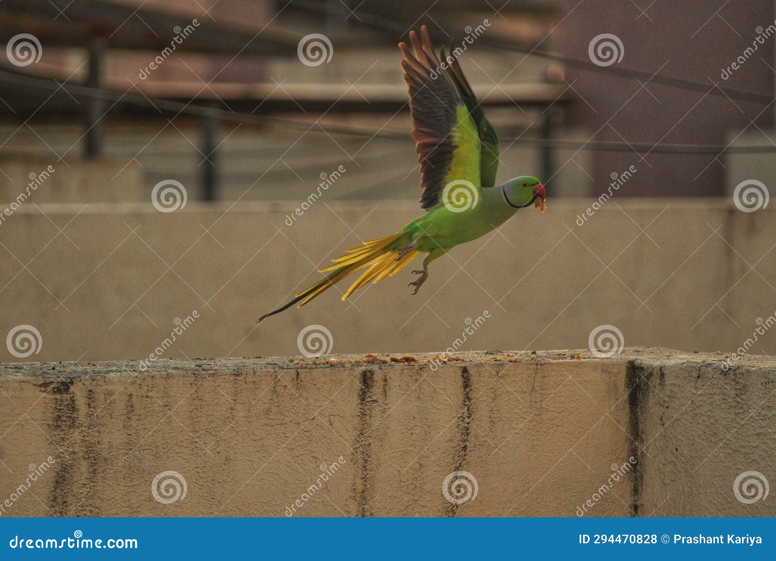 Flying ringed parakeet stock photo. Image of branch - 294470828