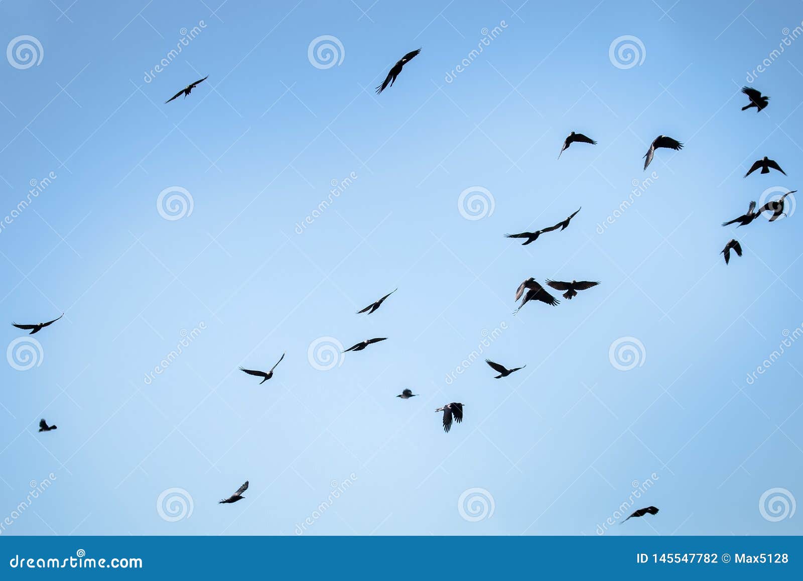 232 Flying Rooks Photos - Free & Royalty-Free Stock Photos from Dreamstime