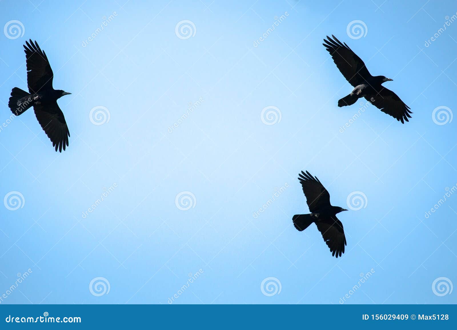 Flying rooks and jackdaws stock image. Image of bird - 156029409