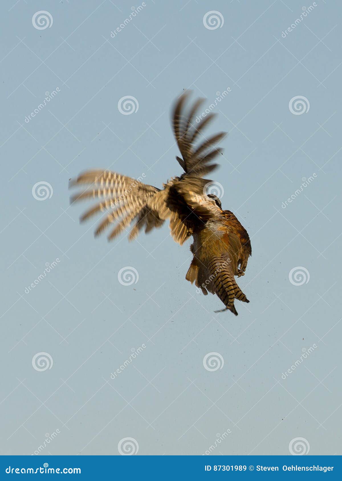 Flying Rooster Pheasant stock image. Image of nebraska - 87301989