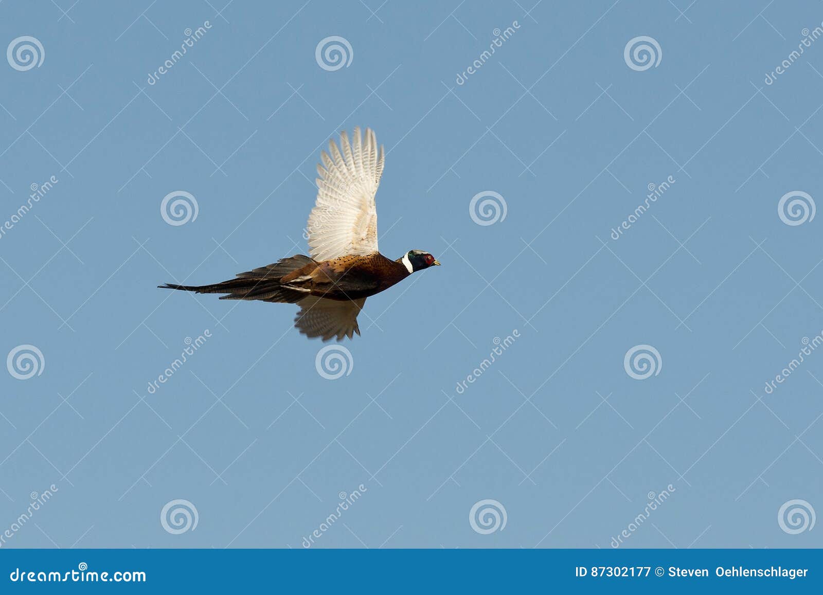 Flying Rooster Pheasant stock image. Image of rooster - 87302177