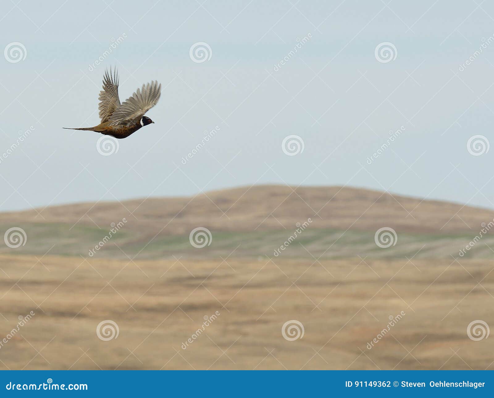 Flying Rooster Pheasant stock photo. Image of pheasant - 91149362