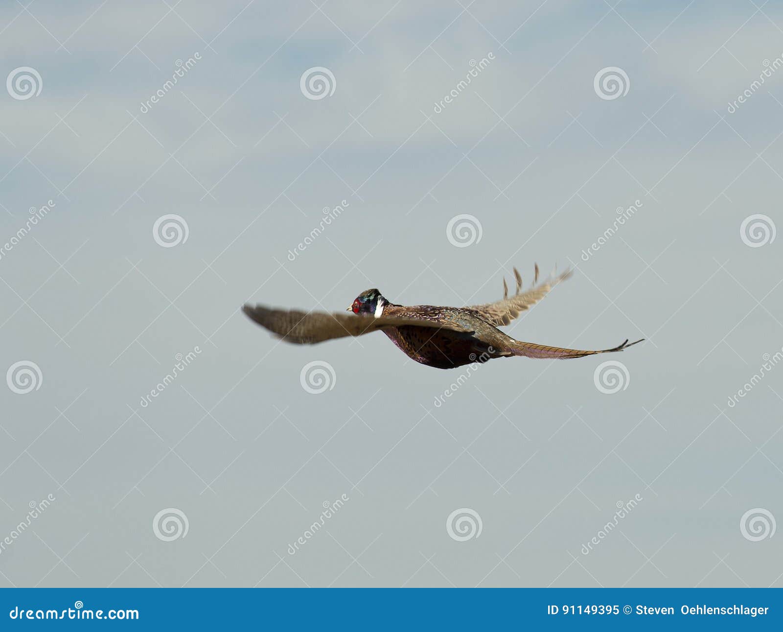 Flying Rooster Pheasant stock image. Image of ringnecked - 91149395