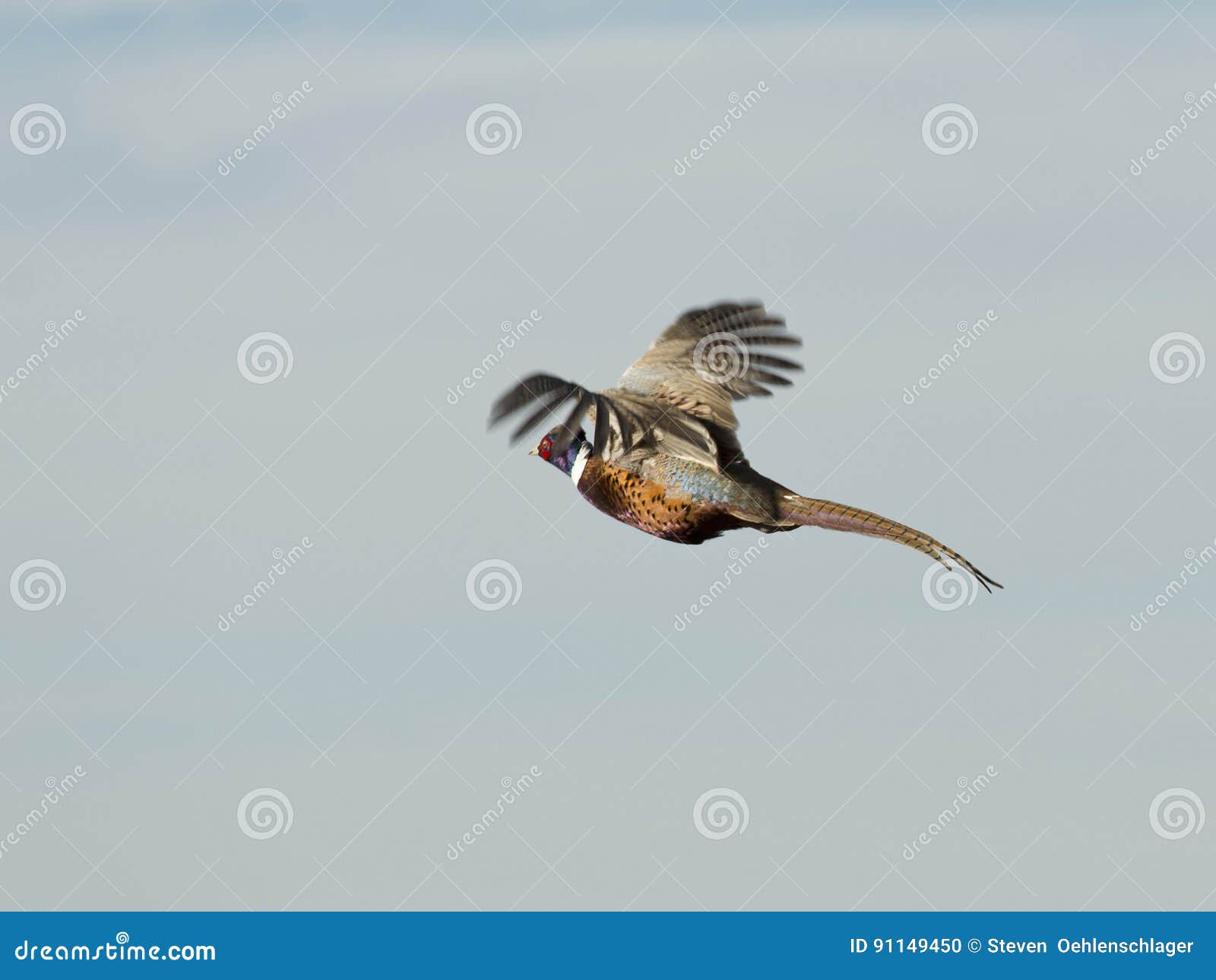 Flying Rooster Pheasant stock photo. Image of flying - 91149450