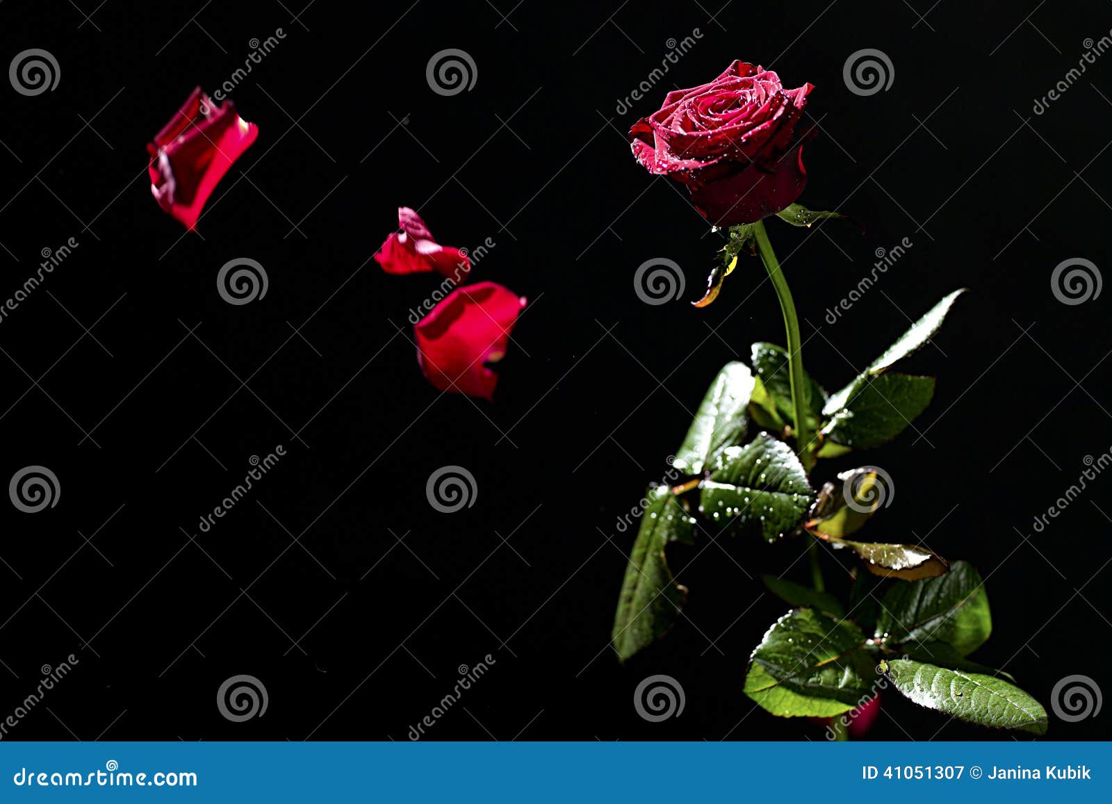 Flying rose petals stock image. Image of rose, celebratory - 41051307