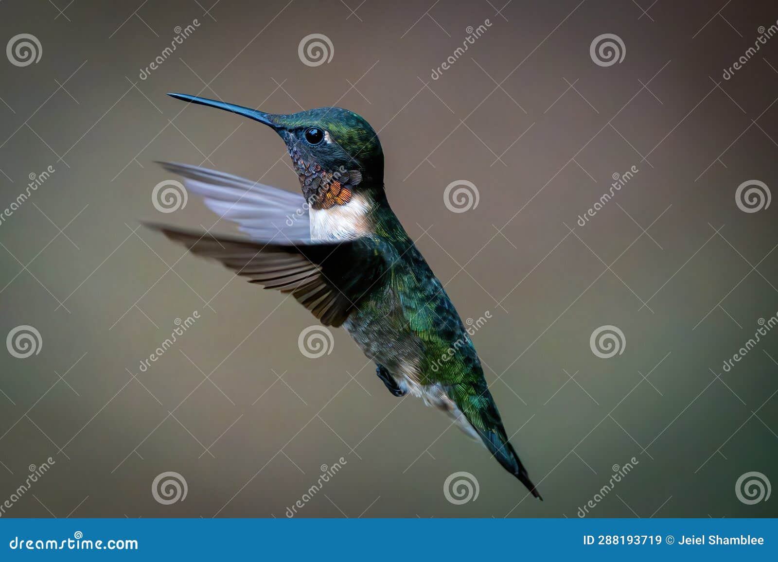 Flying Ruby Throated Hummingbird Stock Image - Image of finch, nature ...