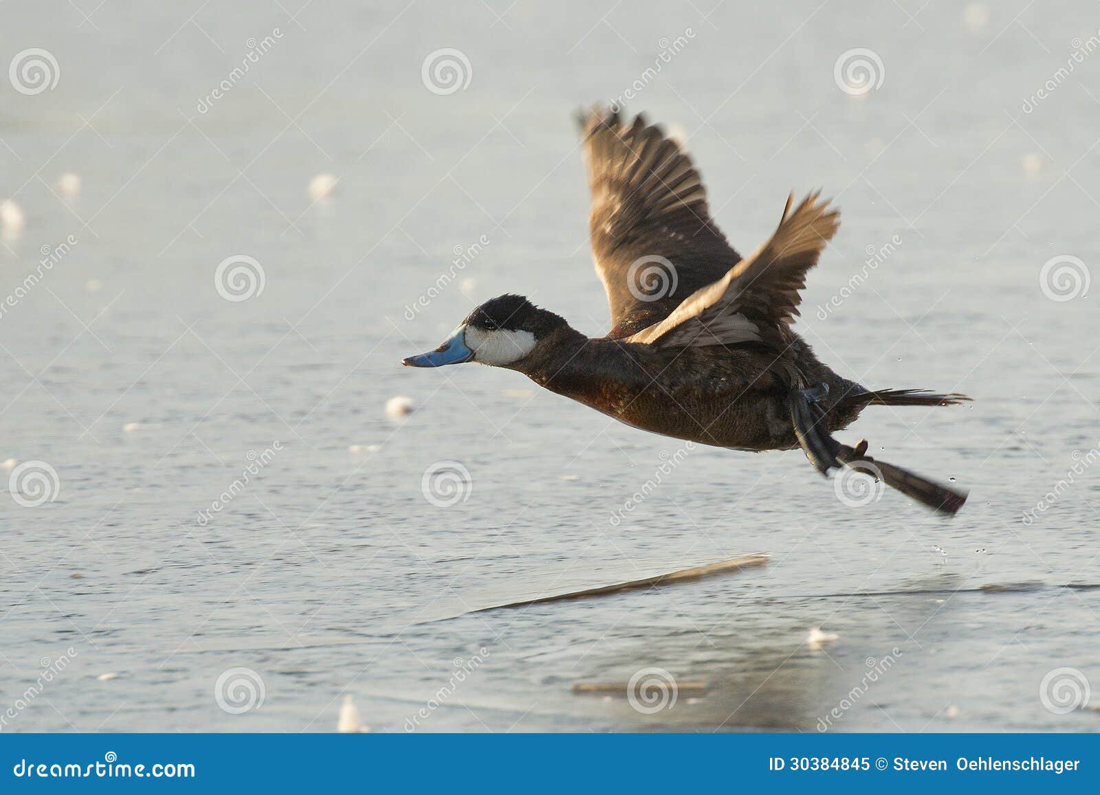 Flying Ruddy Duck stock image. Image of ruddy, waterfowl - 30384845