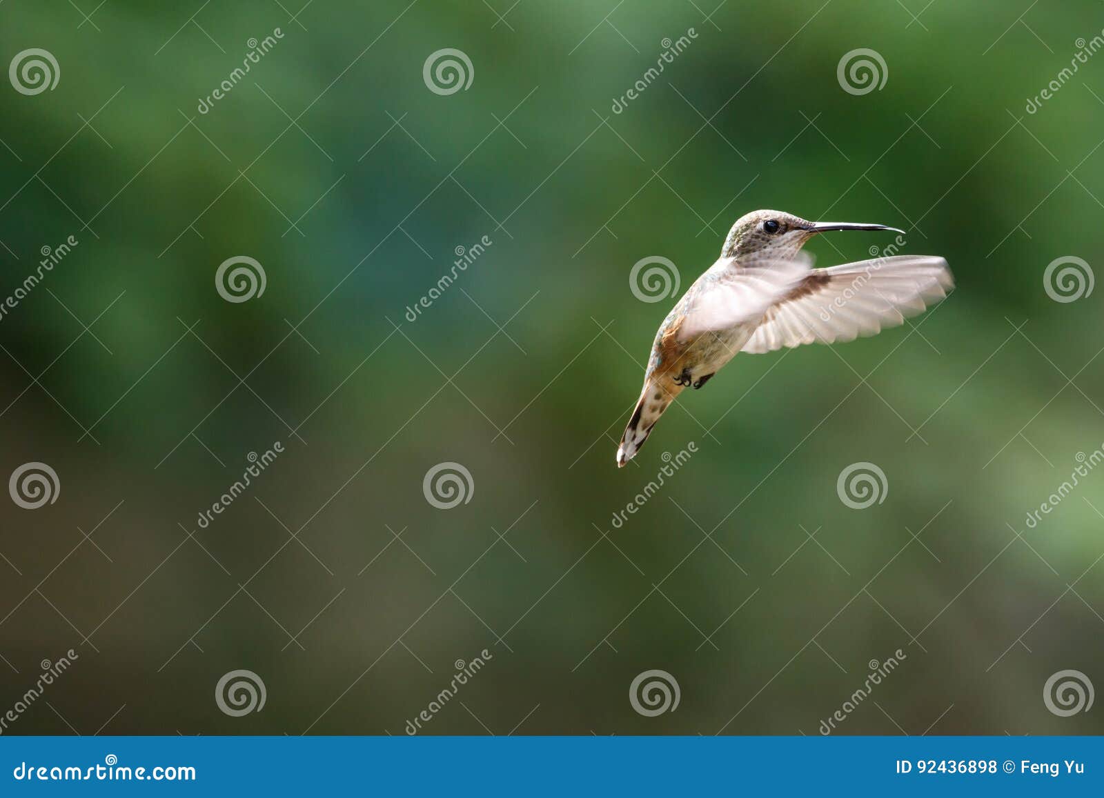 Flying rufous hummingbird stock photo. Image of avian - 92436898